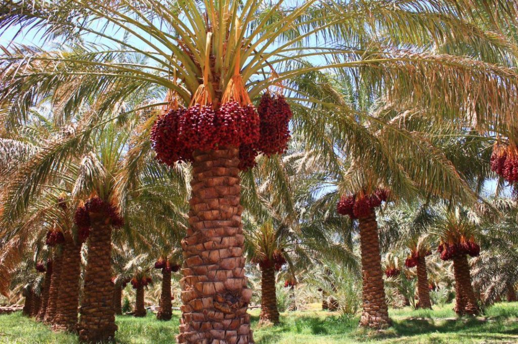 New Iranian Dates Season-Livco